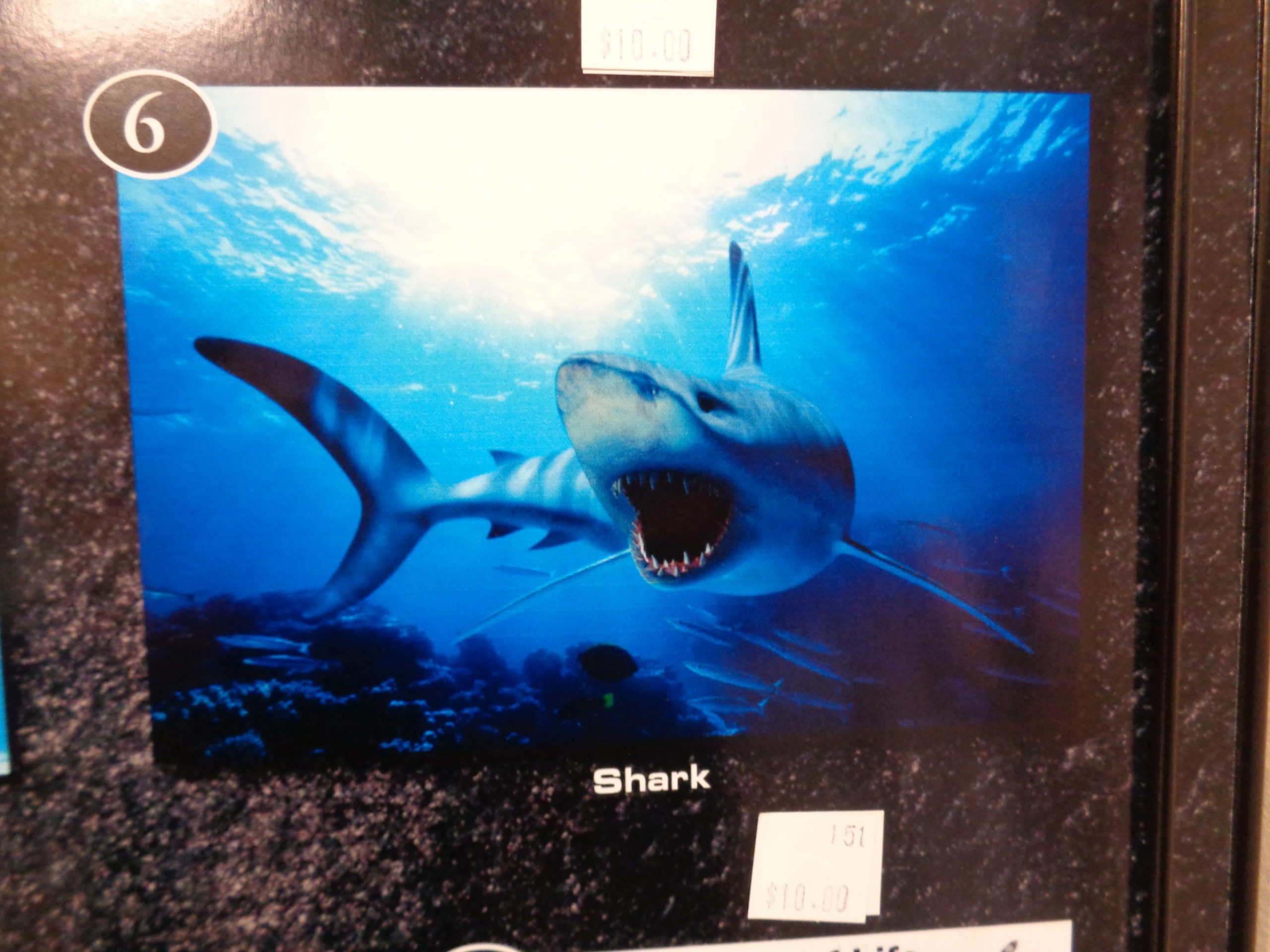 Shark #06 (8024) – Canadian Fossil Discovery Centre