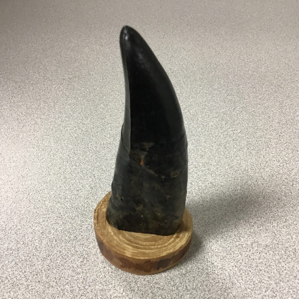 T-Rex Tooth Replica – small on stand (3014) – Canadian Fossil Discovery ...