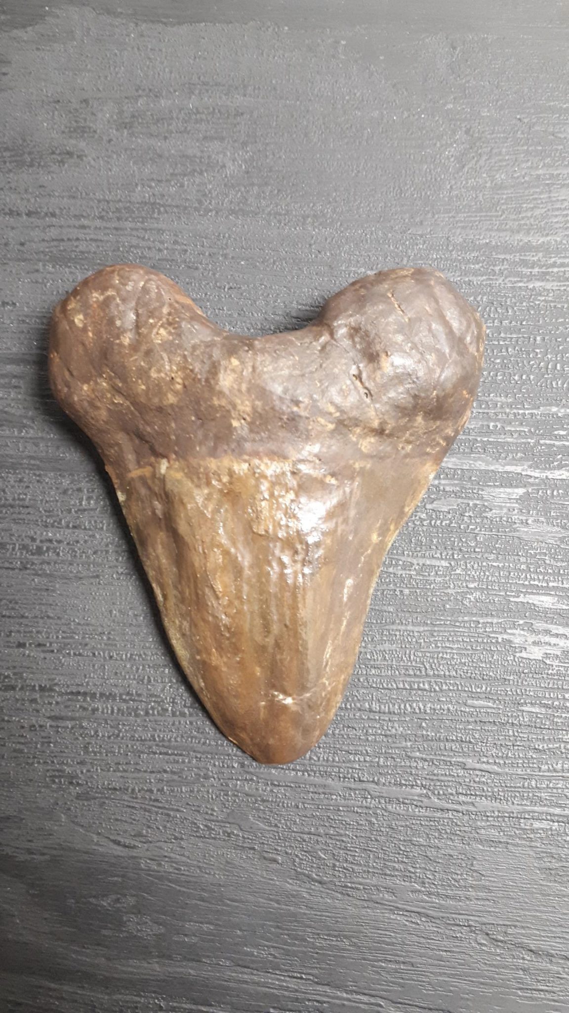 Megalodon Tooth Replica – Medium (3007) – Canadian Fossil Discovery Centre