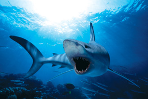 Shark #06 (8024) – Canadian Fossil Discovery Centre