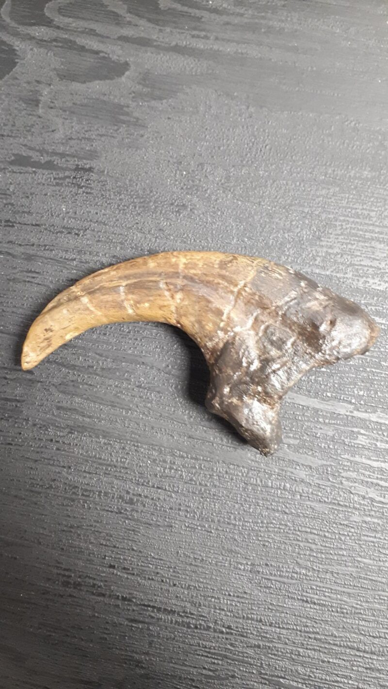 Raptor Claw Replica (3035) – Canadian Fossil Discovery Centre