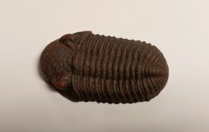 Trilobite Replica Loose (3049) – Canadian Fossil Discovery Centre