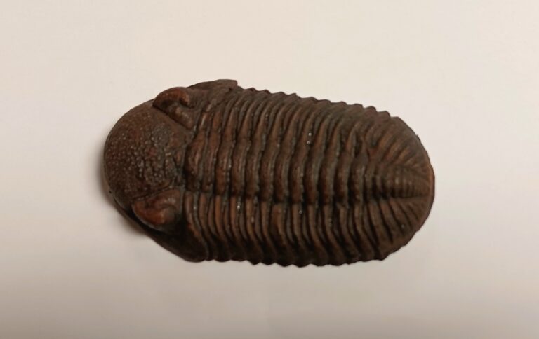 Trilobite Replica Loose (3049) – Canadian Fossil Discovery Centre