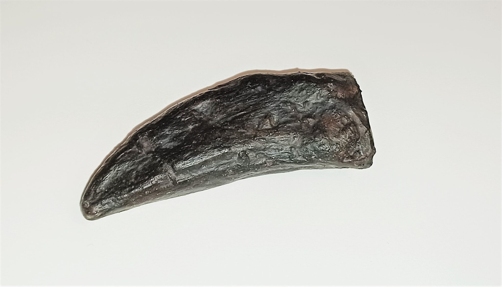 T-Rex Tooth Replica – Baby (3051) – Canadian Fossil Discovery Centre