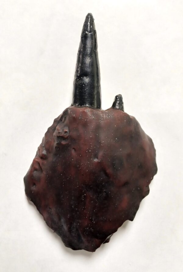 Xiphactinus Tooth and Jaw Replica (3057) – Canadian Fossil Discovery Centre