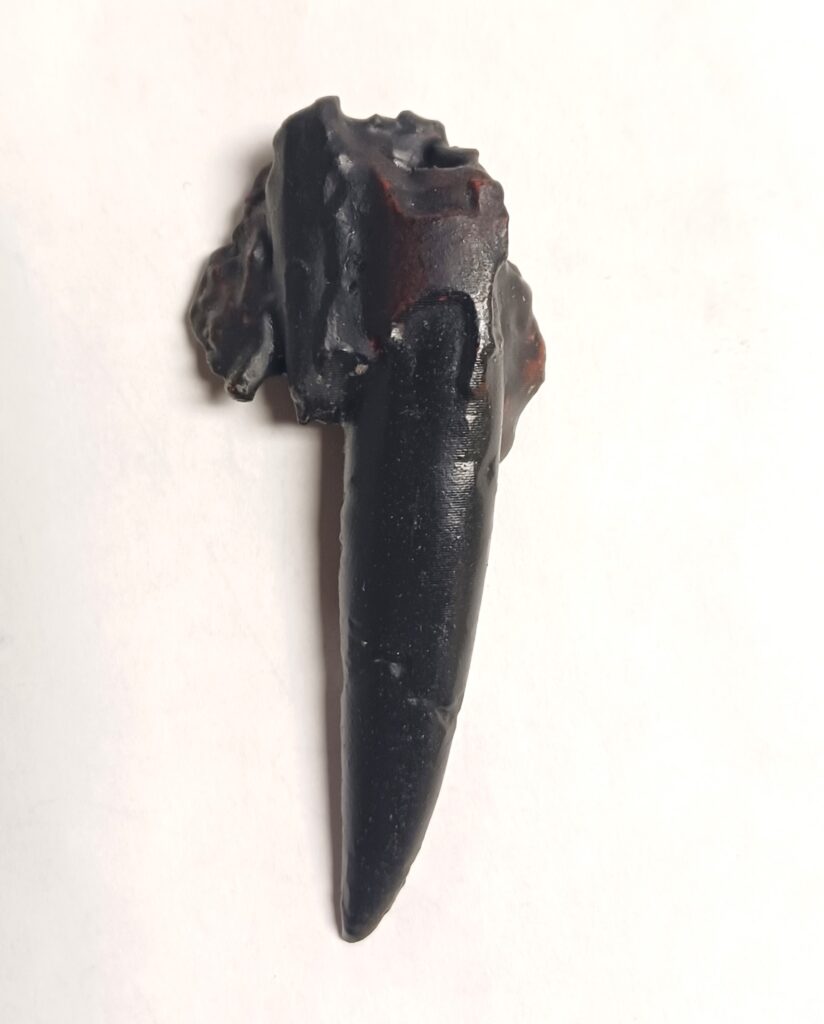 Xiphactinus Tooth Replica (3056) – Canadian Fossil Discovery Centre