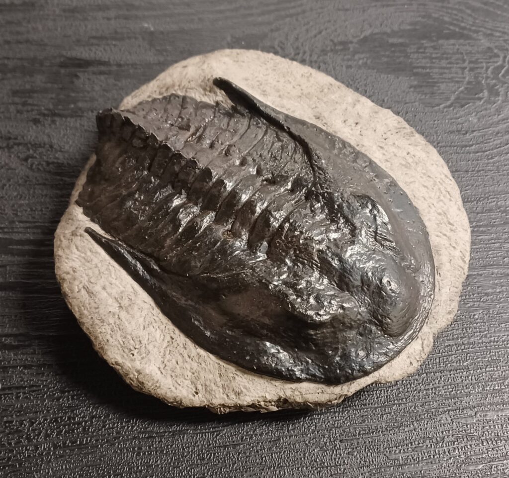 Trilobite Replica – Large (3059) – Canadian Fossil Discovery Centre